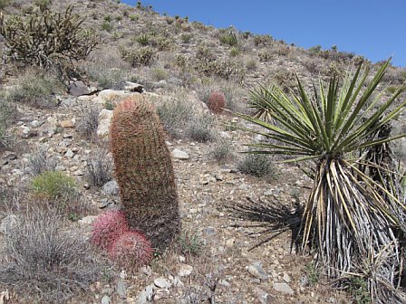 NWBirding Colorado & Mojave Deserts 09