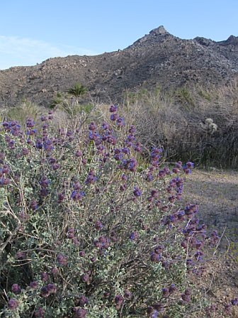 NWBirding Colorado & Mojave Deserts 09