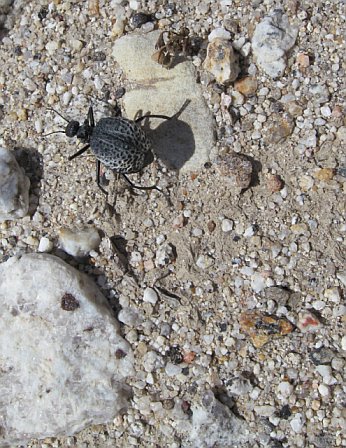 NWBirding Colorado & Mojave Deserts 09