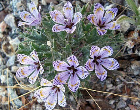 NWBirding Colorado & Mojave Deserts 09