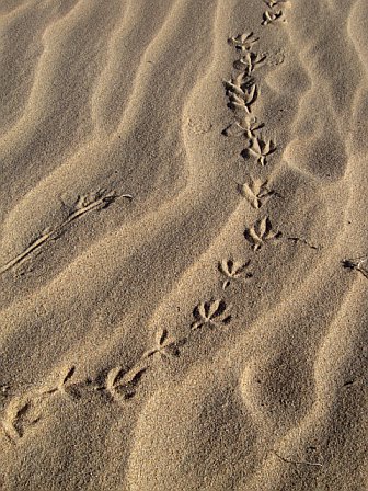 NWBirding Colorado & Mojave Deserts 09