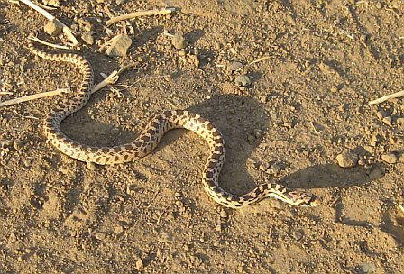 NWBirding Hardy Canyon