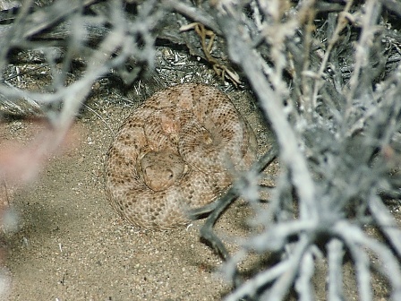 NWBirding Mojave National Preserve