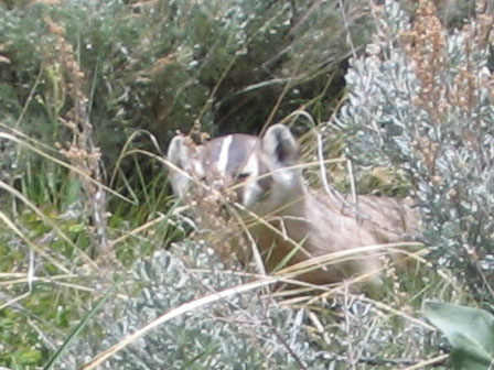NWBirding Great Basin Desert