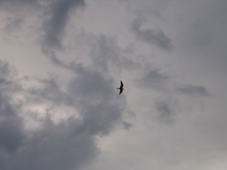 NWBirding Great Basin Desert