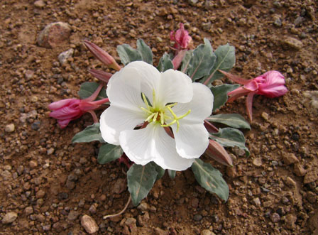 NWBirding Great Basin Desert